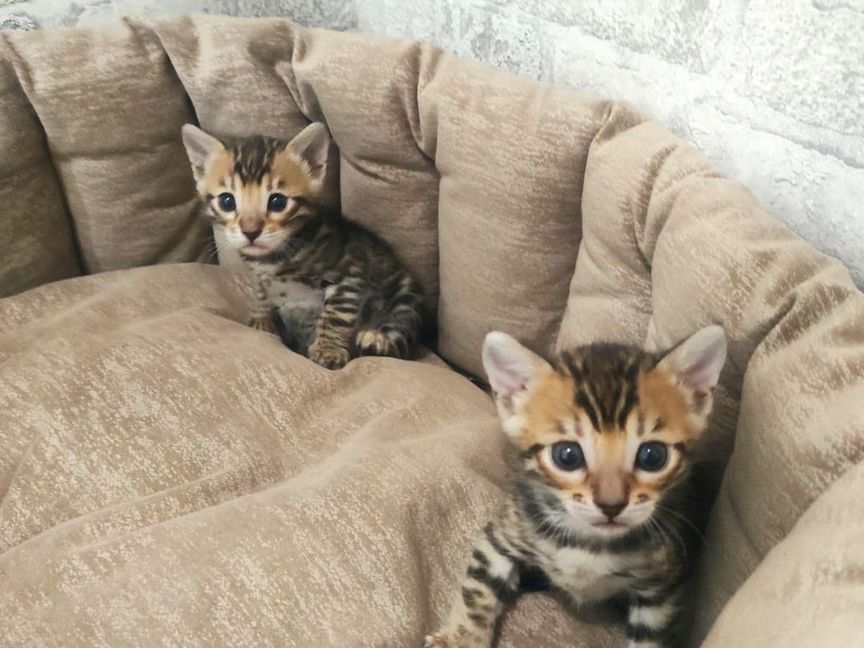 Бенгальские котята