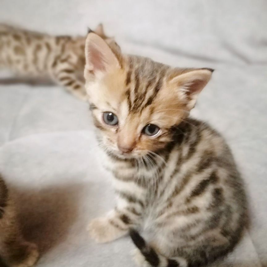 Шотландская скоттиш, котята