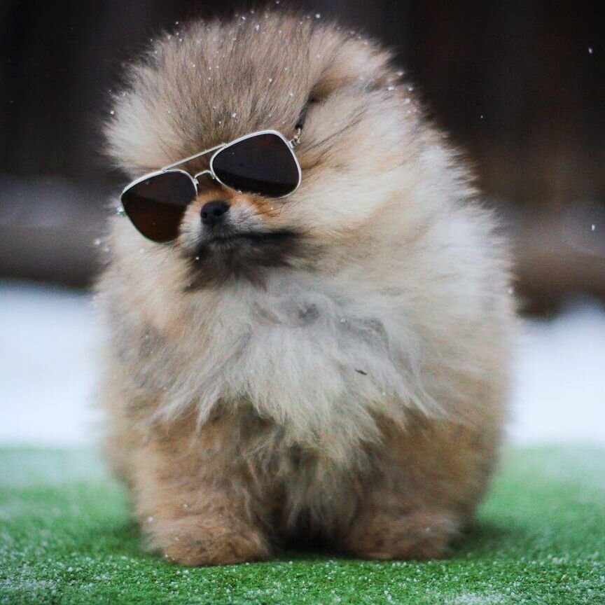 Немецкий шпиц, щенок