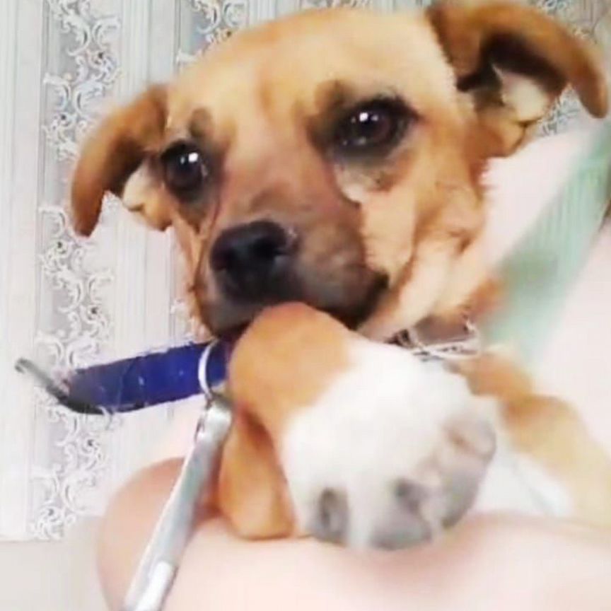 Маленькая собачка Медянка 5 кг 1 год в добрые руки