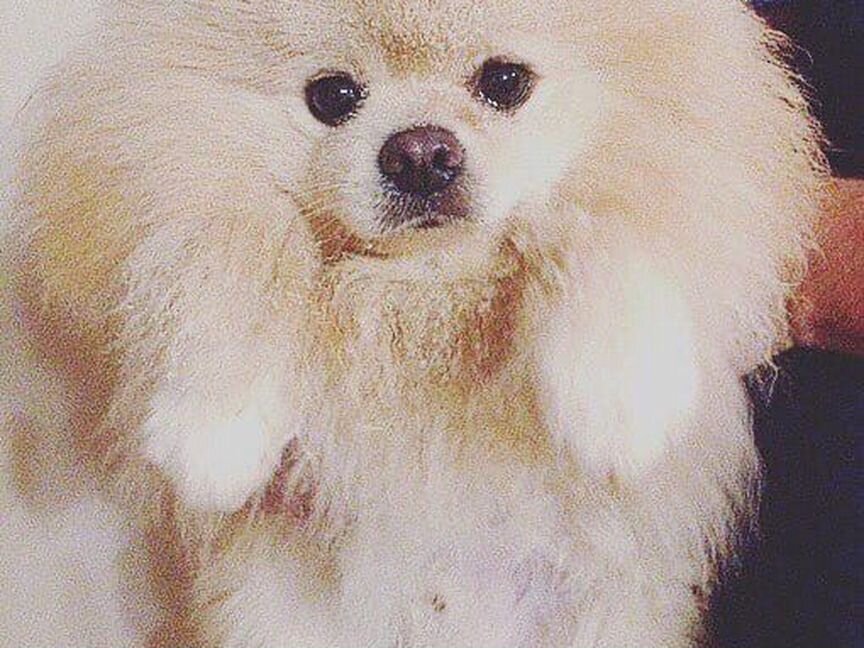 Шикарный мальчик шпиц