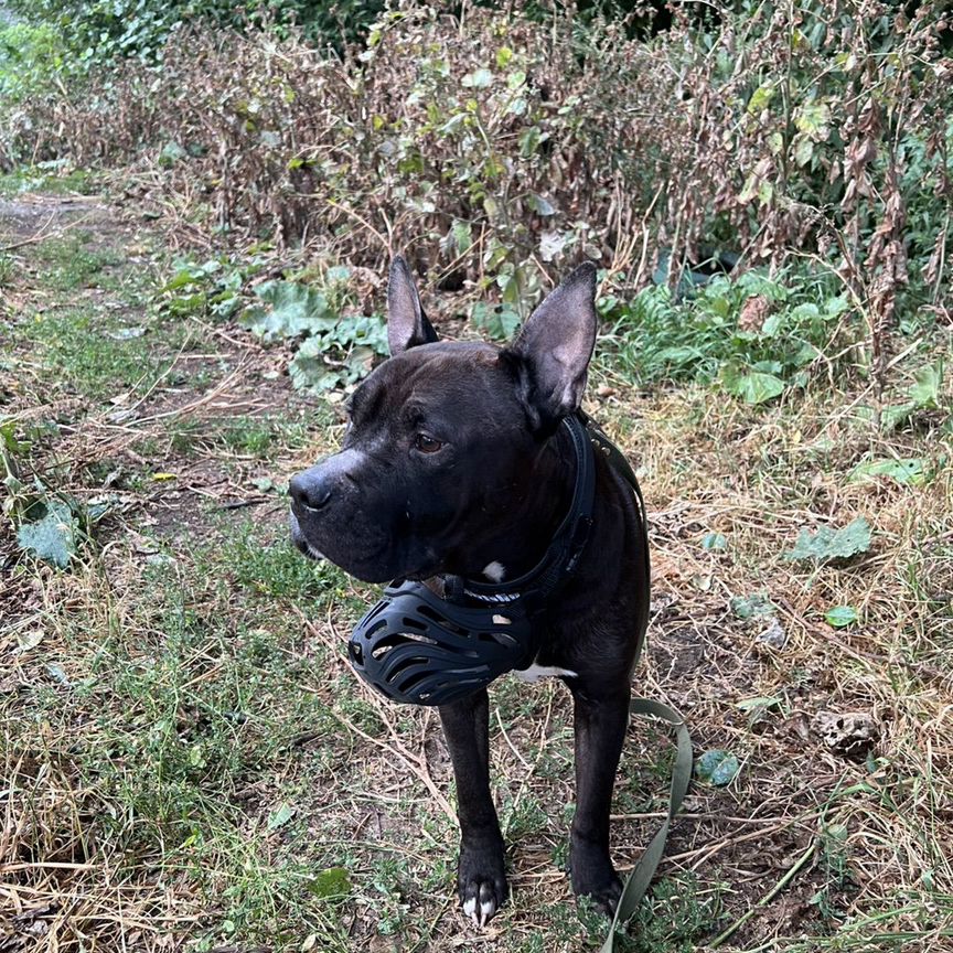 Стаффорд в добрые руки