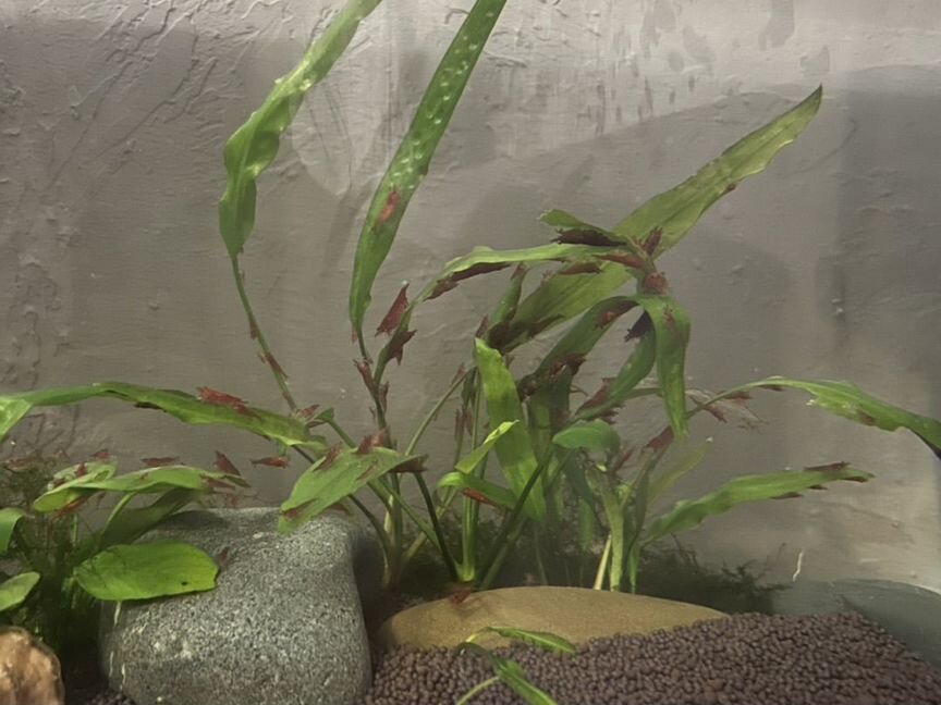 Аквариумные креветки chery вишня