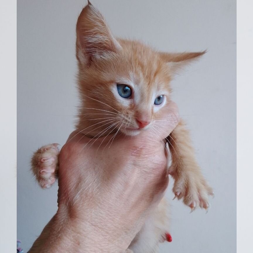 Донской сфинкс котёнок