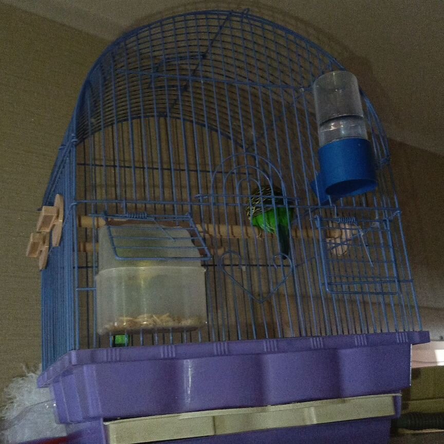 Волнистый попугай