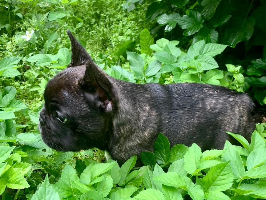 Щенки французского бульдога