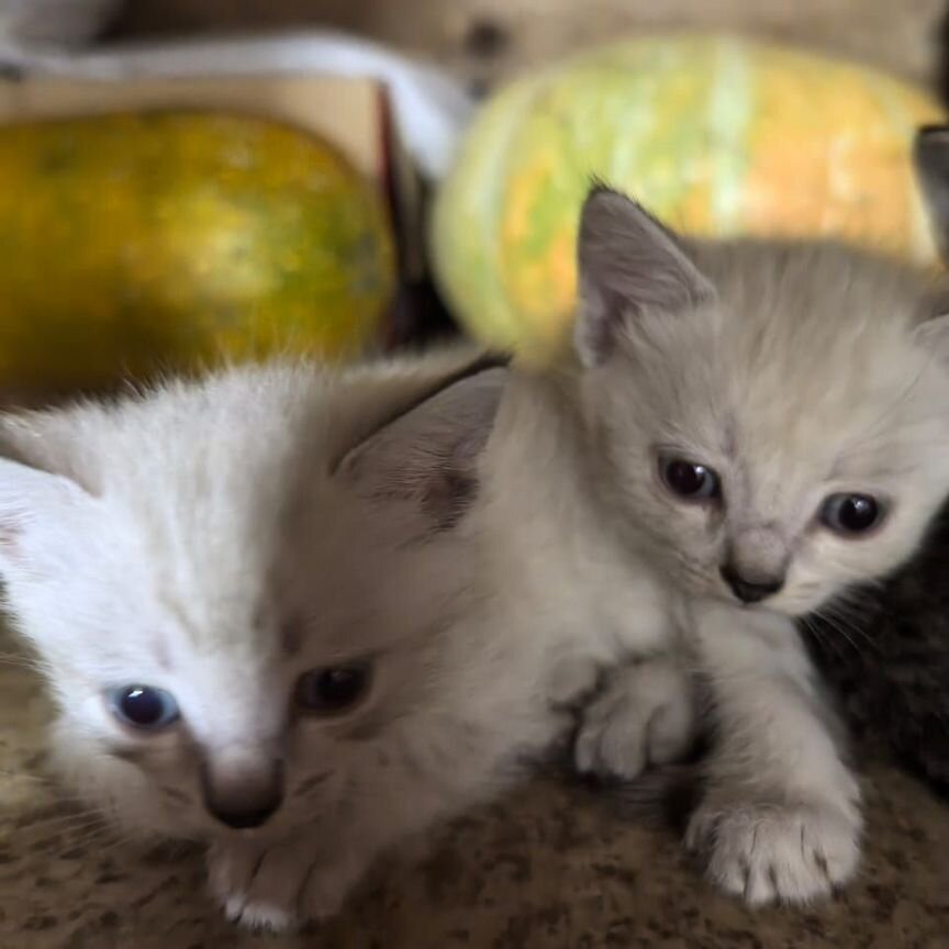 Котята в добрые руки