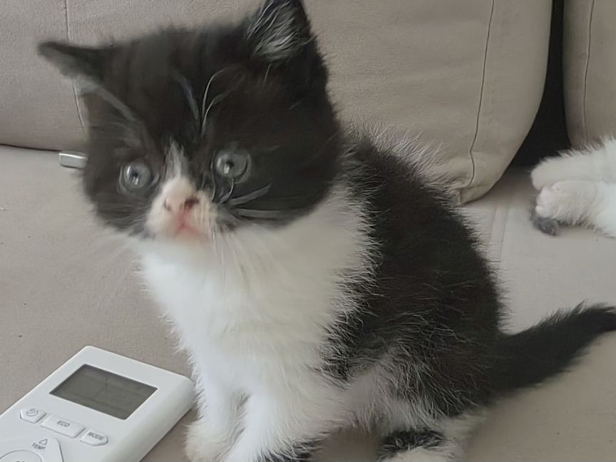 Котята экзоты