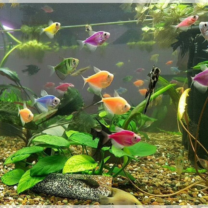 Аквариумные рыбки