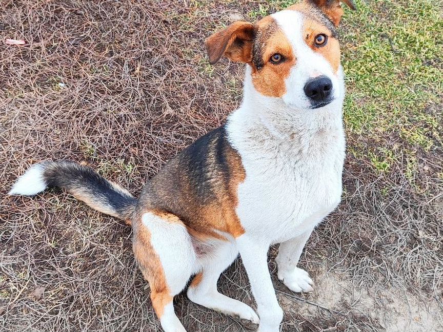 Очень добрый и умный кобель