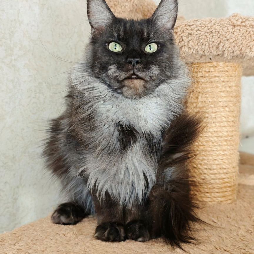 Кошечка Вива
