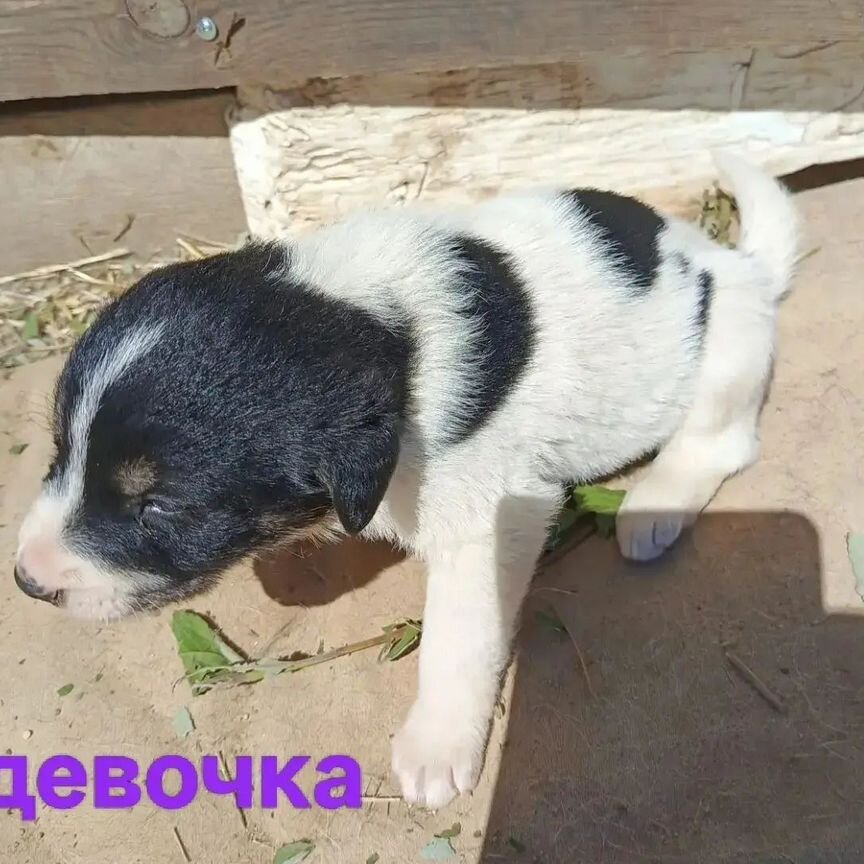 Щенок в добрые руки