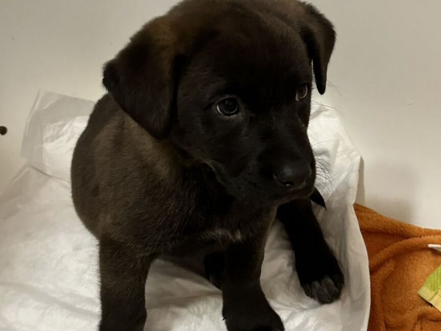 Щенок в добрые руки бесплатно