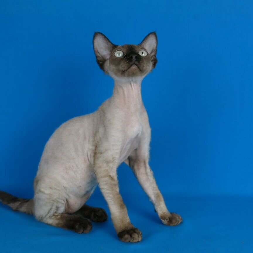 Котенок(мальчик) Девон Рекс
