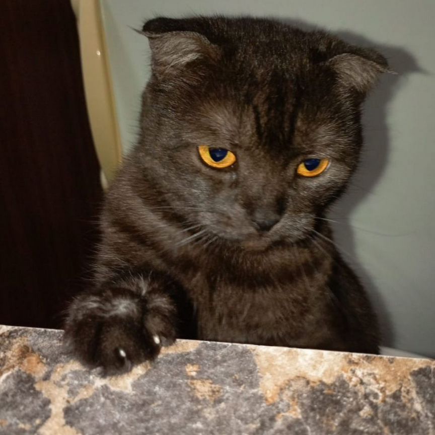 Кошка вислоухая,2года