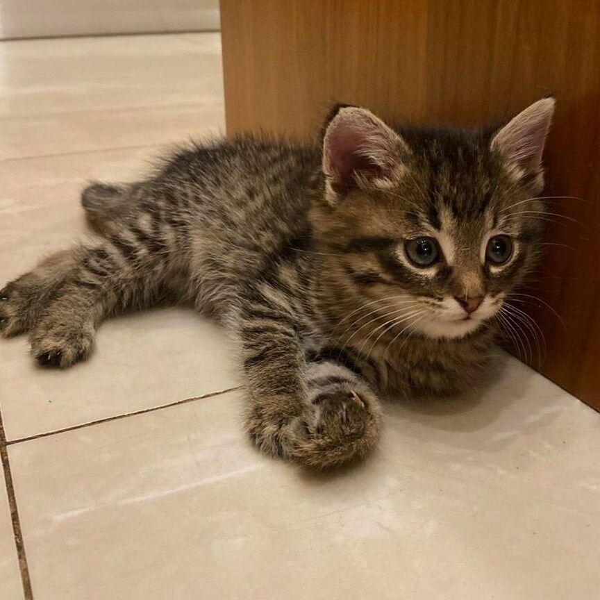 Котёнок в добрые руки