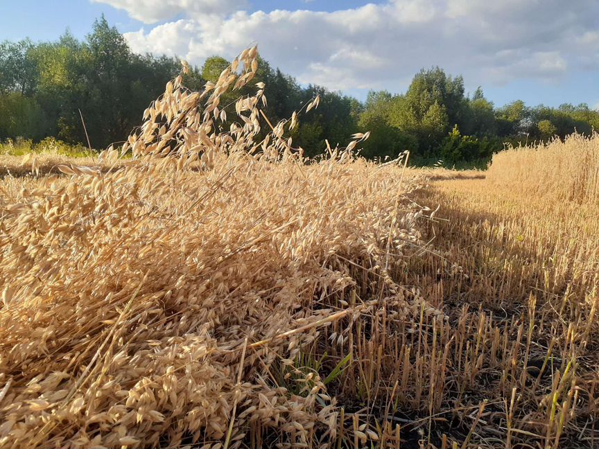 Продам Овёс