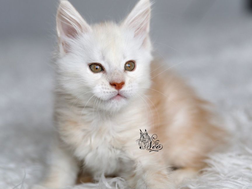 Котята мейн-кун рыжие