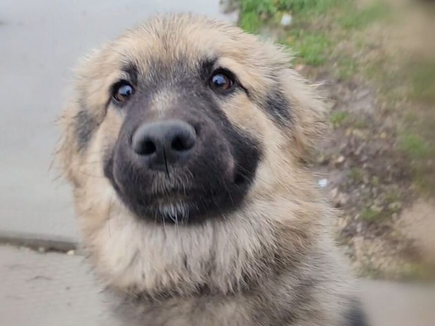 Овчарка (метис) в добрые руки