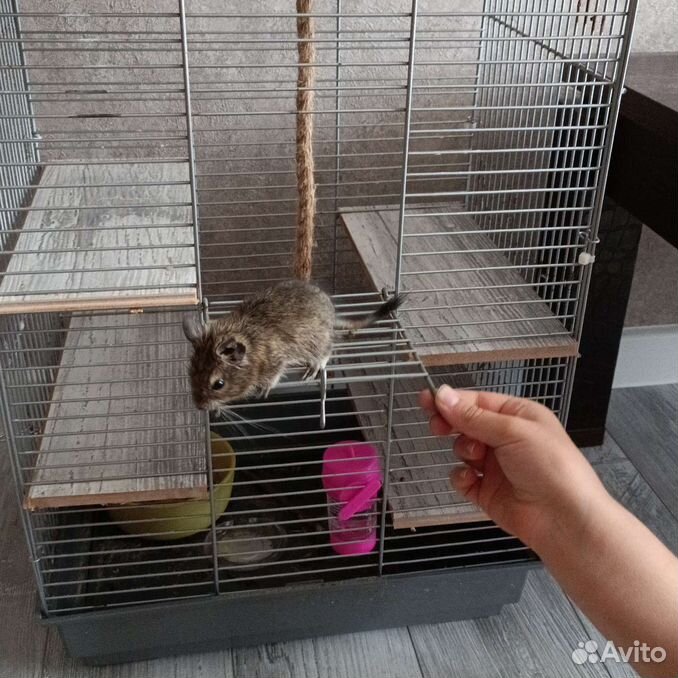 Клетка и 2 белки дегу