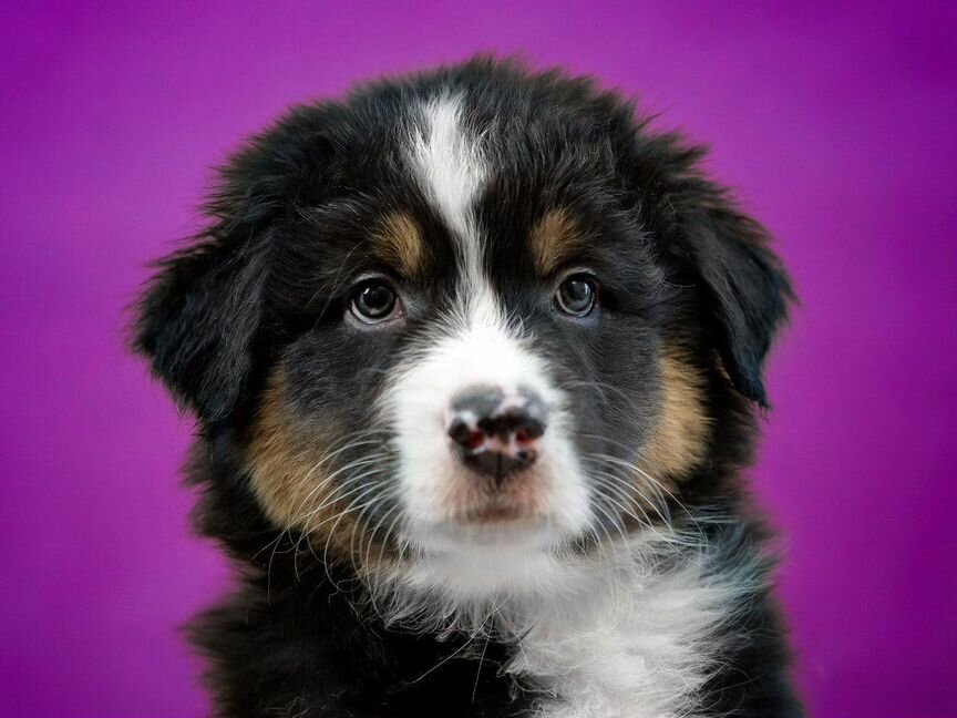 Щенки аусси