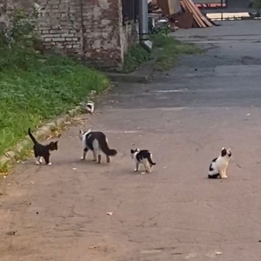 Котята
