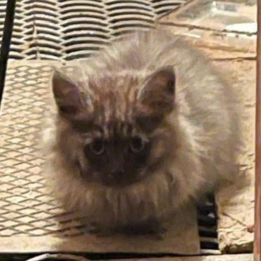 Котёнок в добрые руки