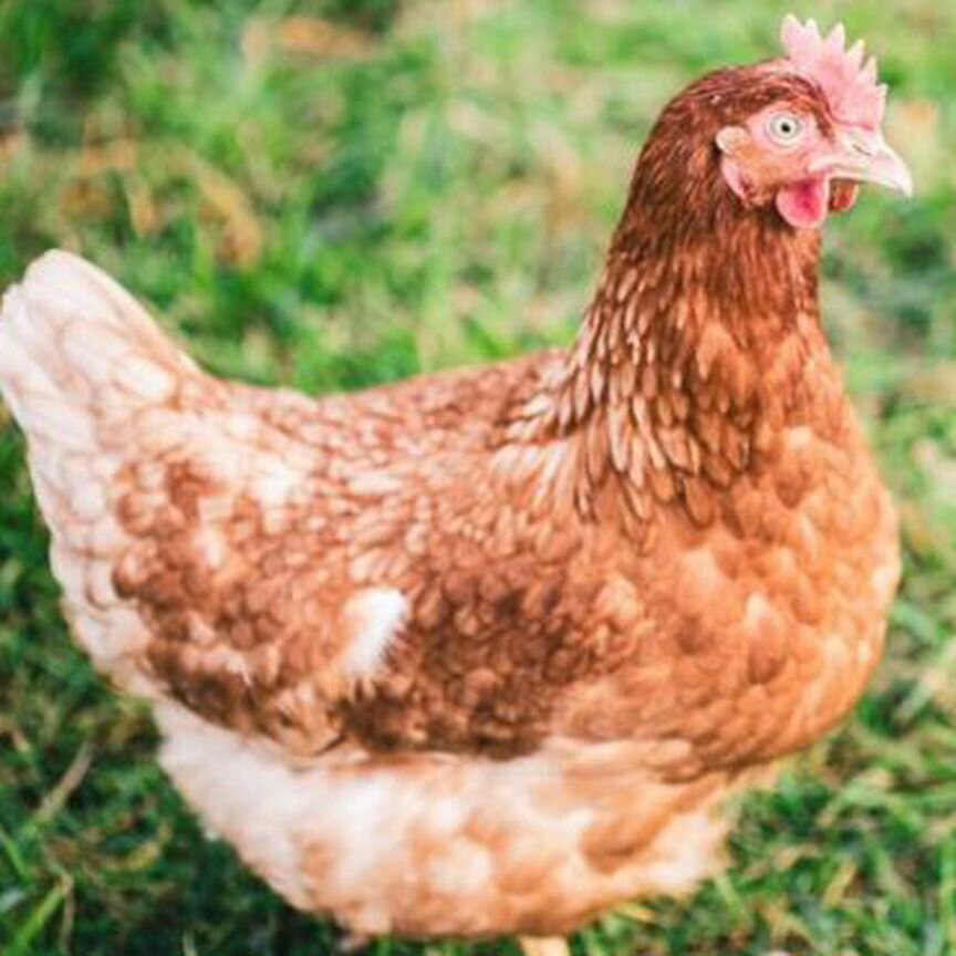 Куры несушки