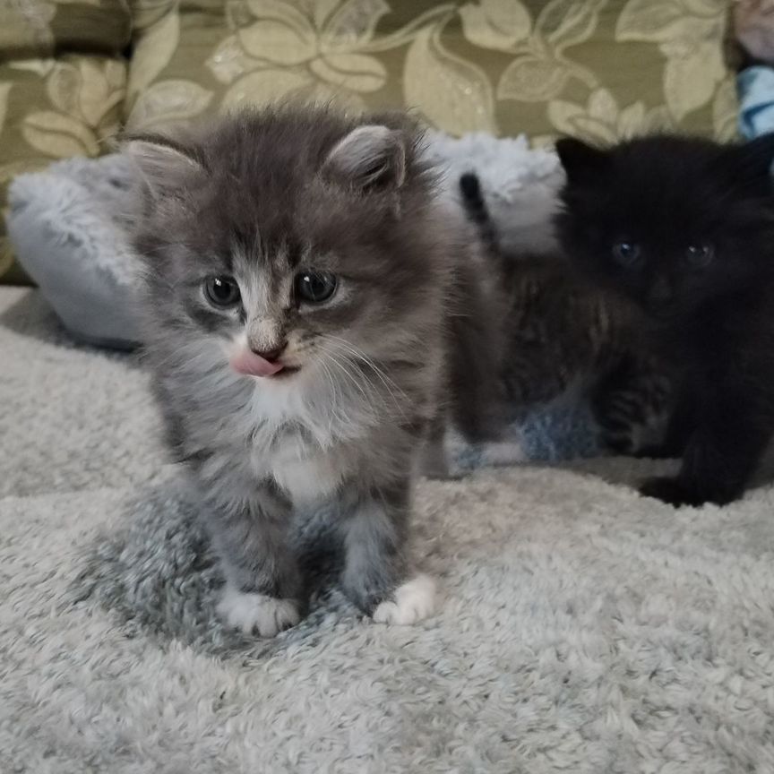 Отдам котёнка в добрые руки