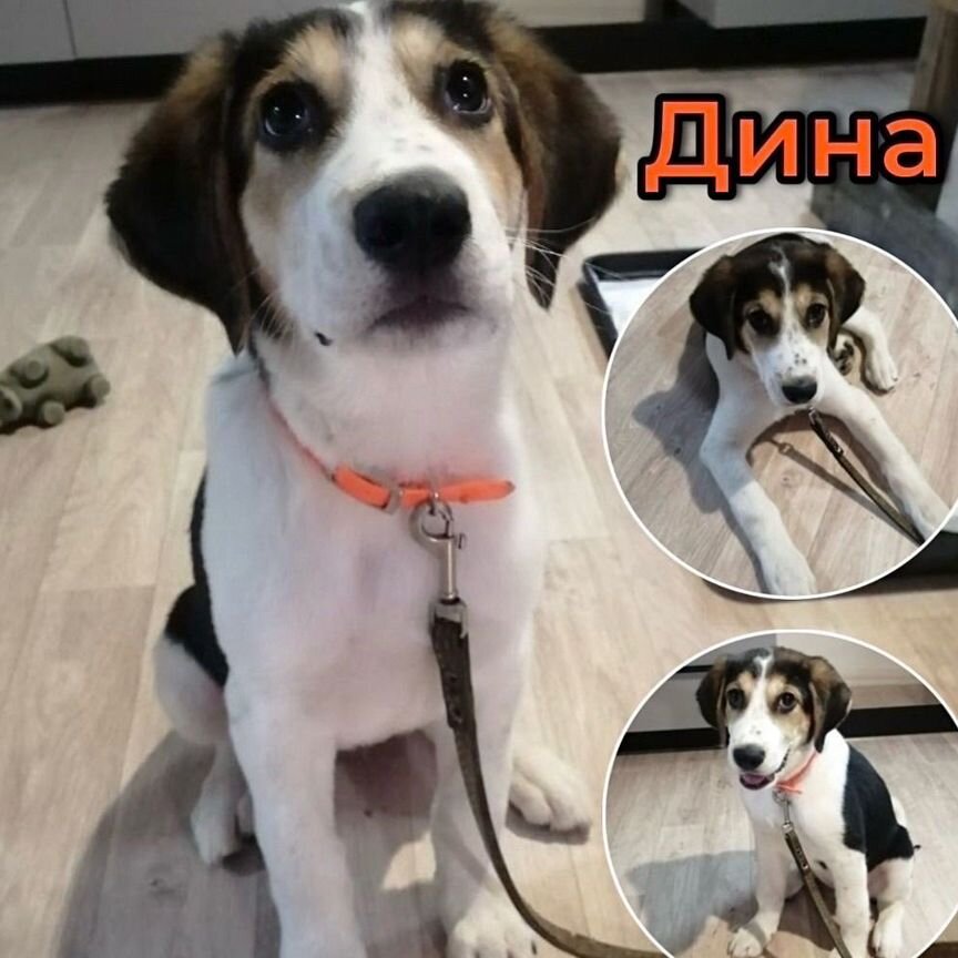 Метис гончей щенок