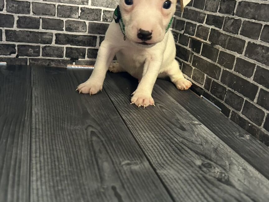 Резерв щенок джек рассел мальчик