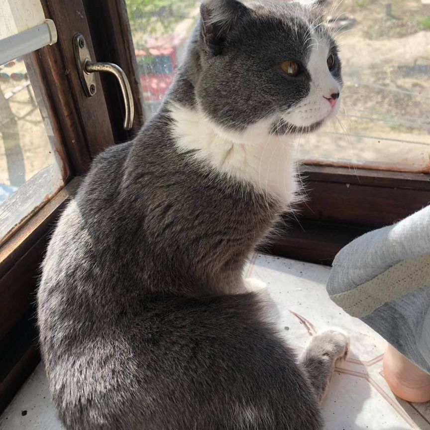 Кот Тюба