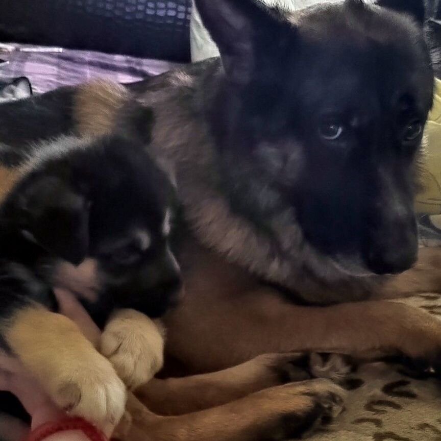 Немецкие овчарята