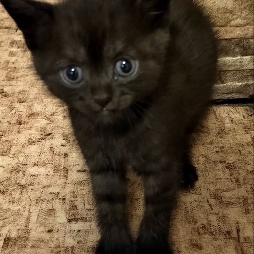 Кошки в добрые руки котята