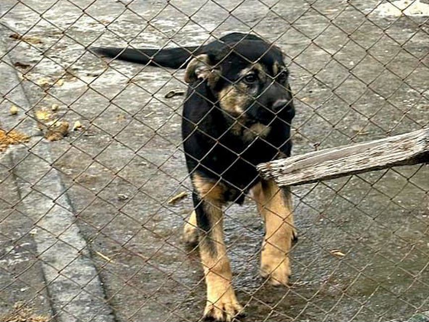 Щенок девочка на охрану или в квартиру