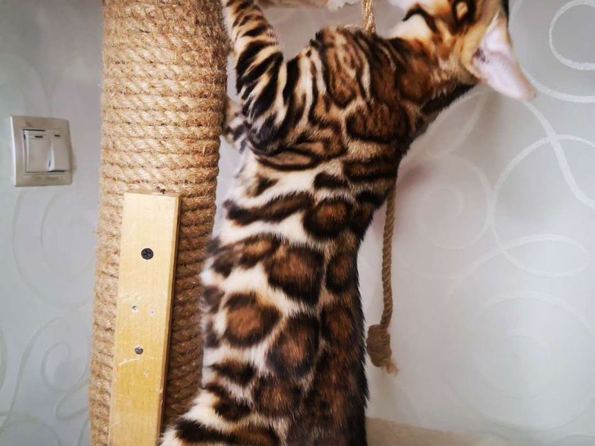 Бенгальские котята
