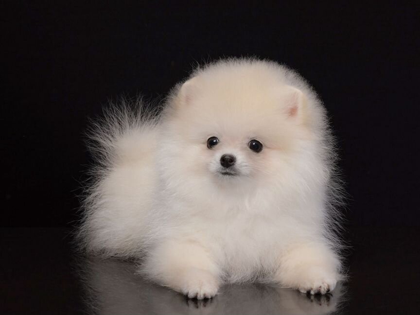 Кремовый мальчишечка