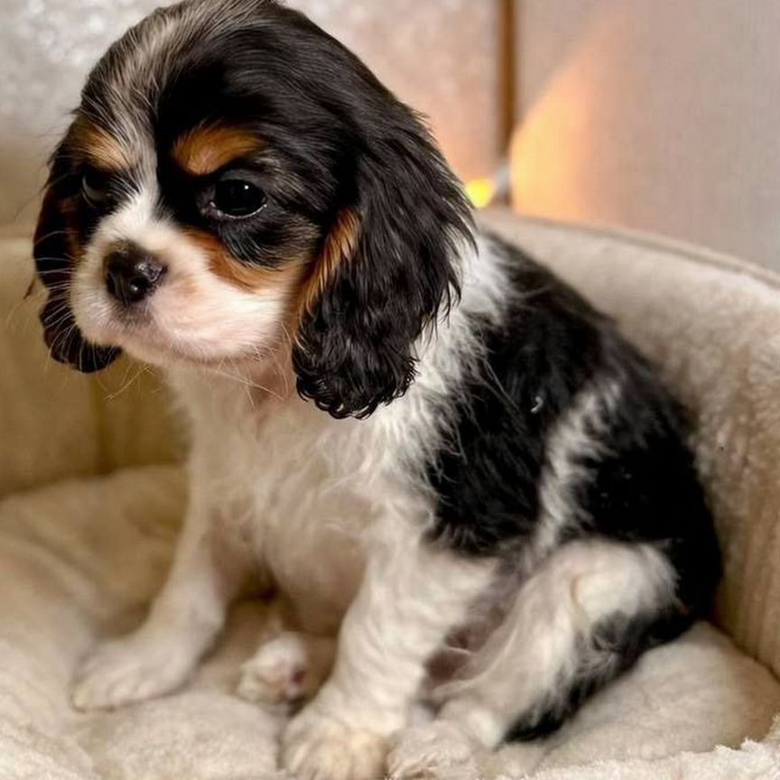 Кавалер кинг-чарльз-спаниель, щенок