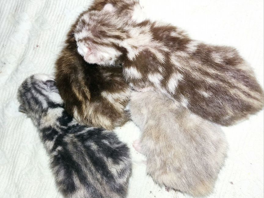 Шоколадные котята