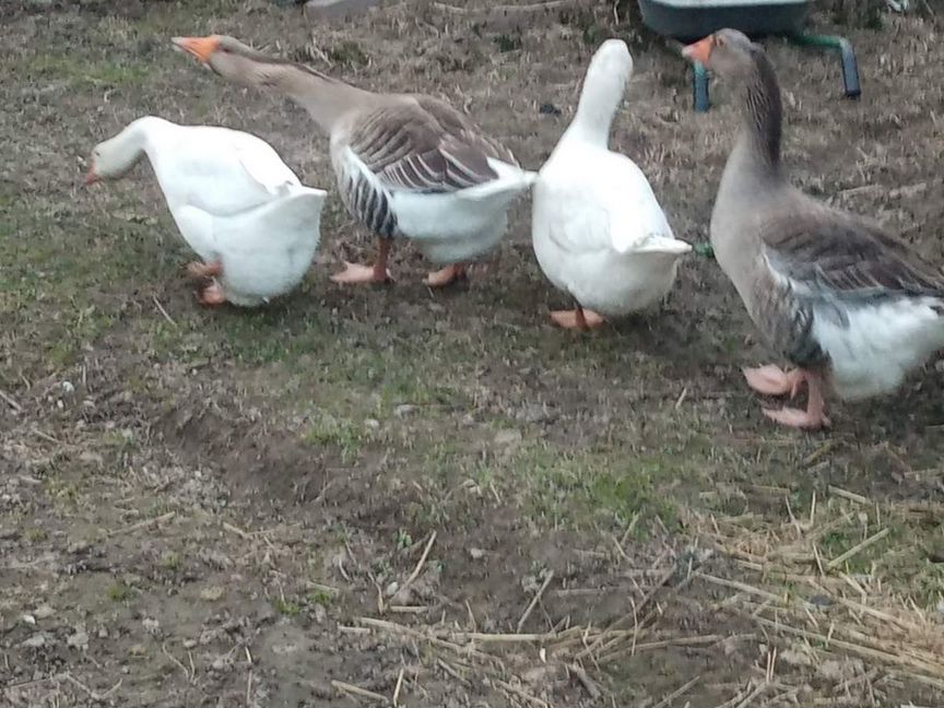 Гуси 6 штук