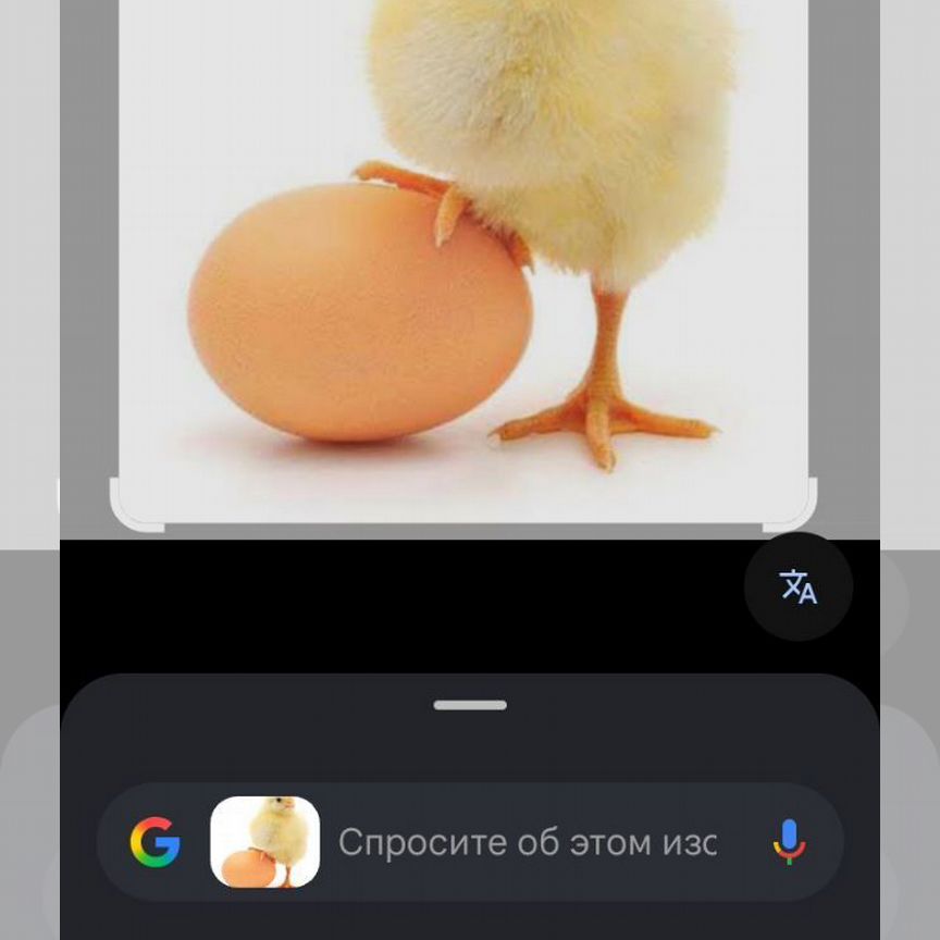 Цыплята бройлеры