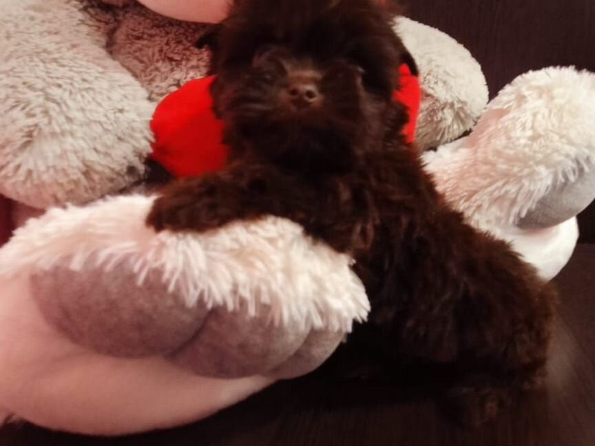 Шоколадные йорки