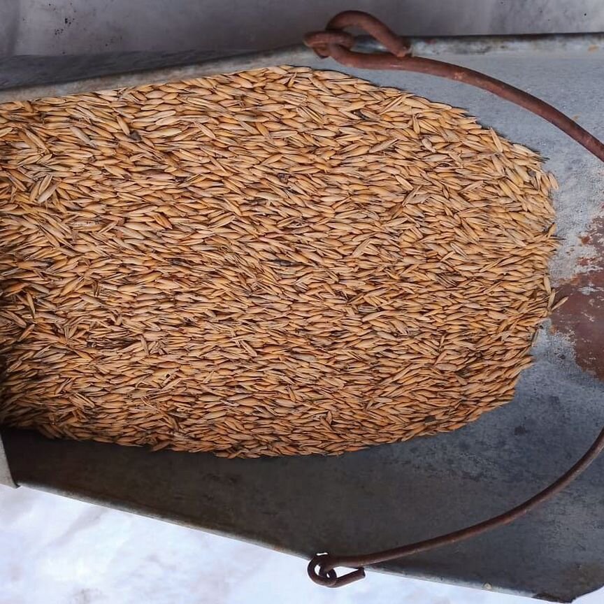 Зерно овес с доставкой