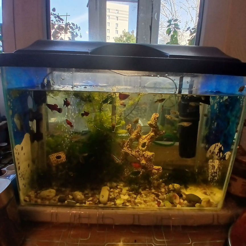 Аквариум