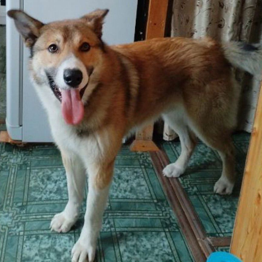 Лайка кобель в добрые руки