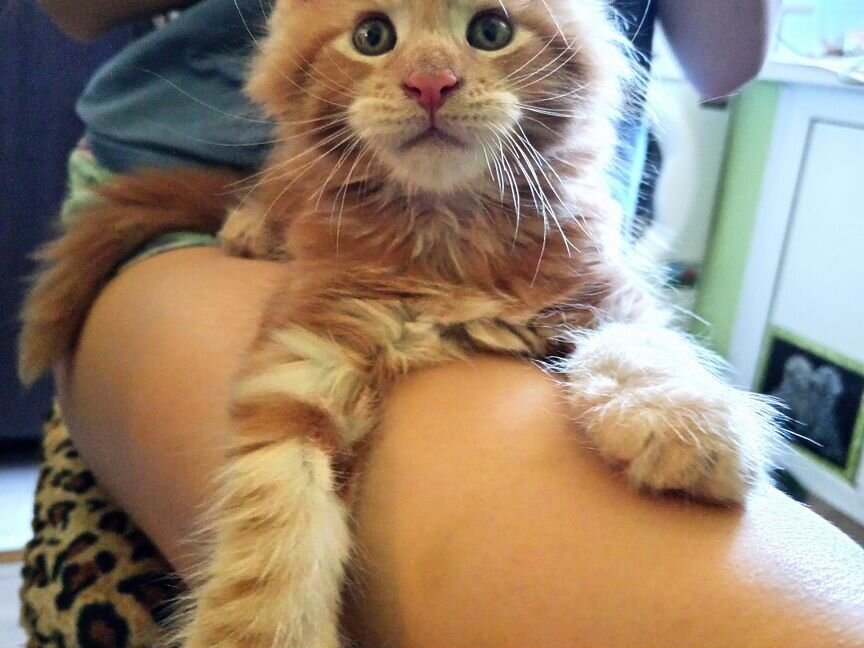 Мейн-кун, котик, 2,5 месяца