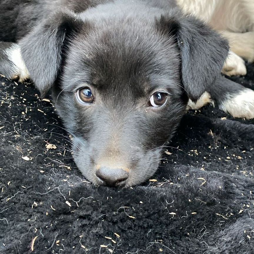 Грустненький щенок Кира в добрые руки бесплатно