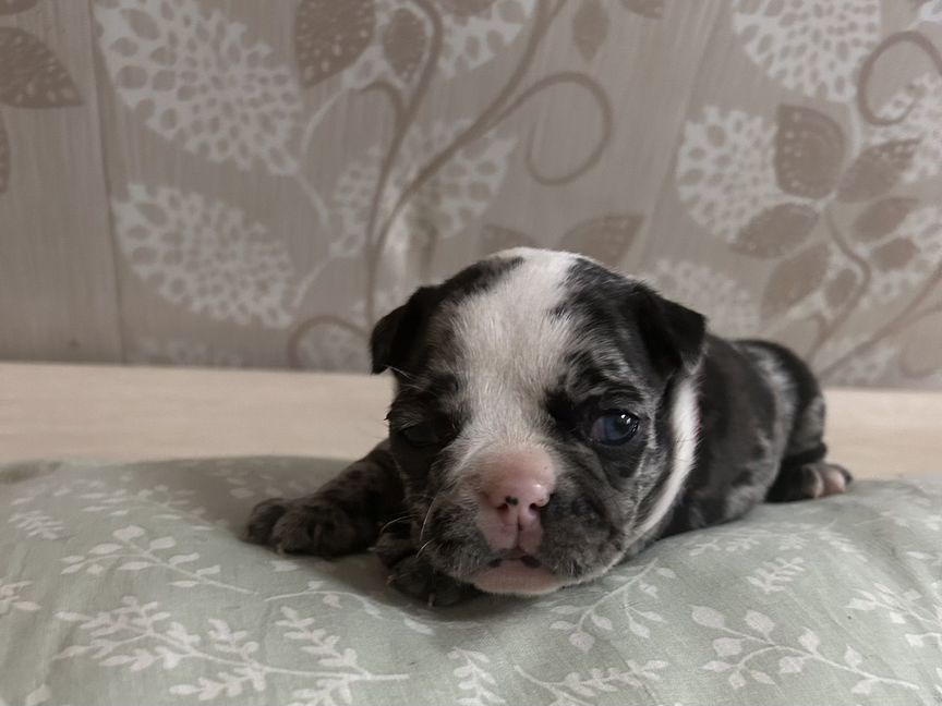 Бронь французских бульдогов