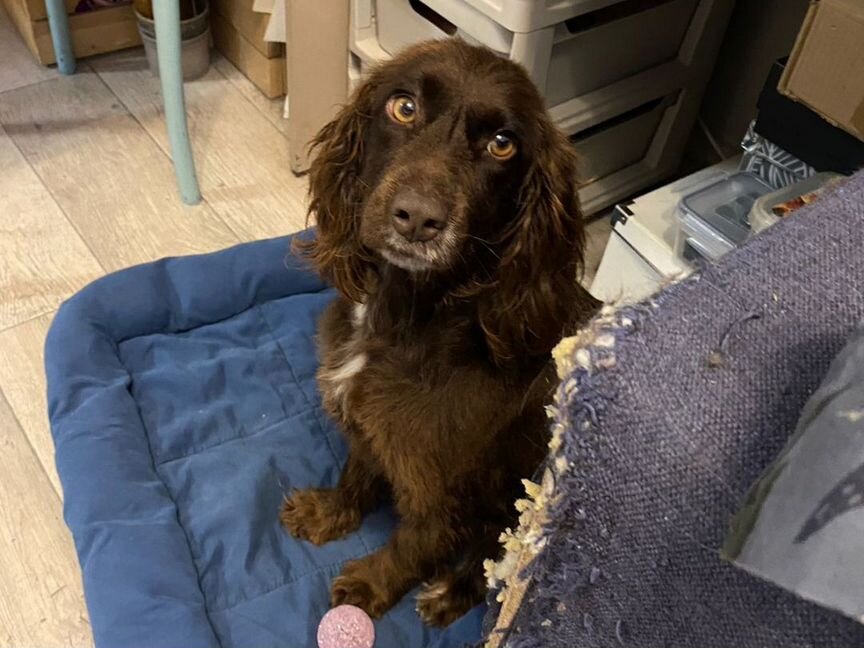 Маленькая собачка Наоми в добрые руки