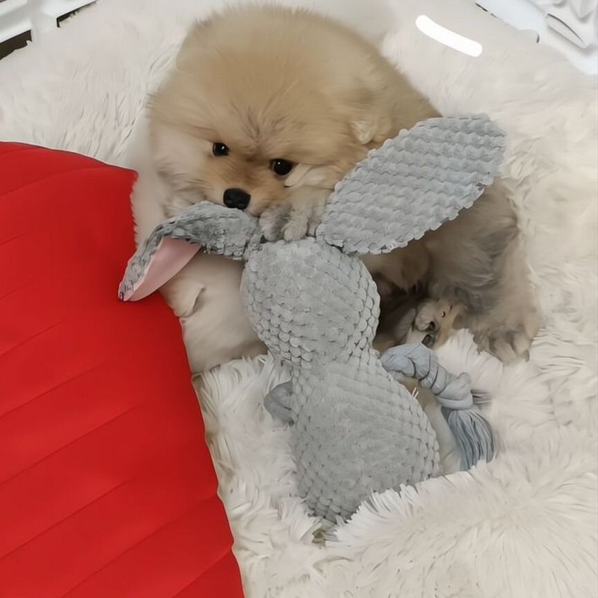 Померанский шпиц, щенок